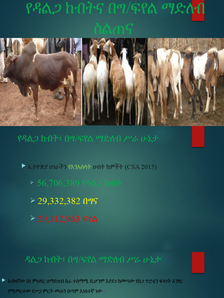 Beef Cattle Presentation 1 | PDF