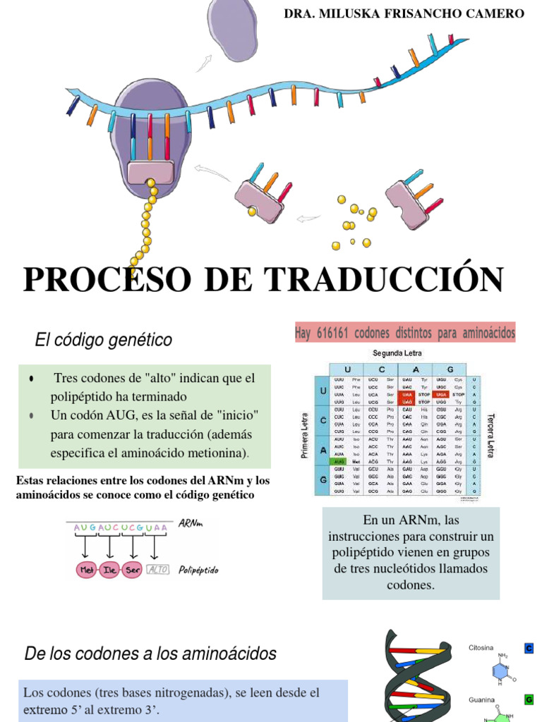 Traducción | PDF | Traducción (biología) | Codigo genetico