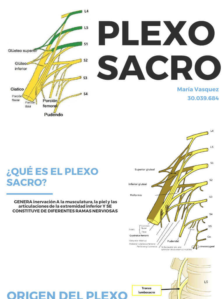 Plexo Sacro 2 | PDF | Anatomía del miembro inferior | Neuroanatomía