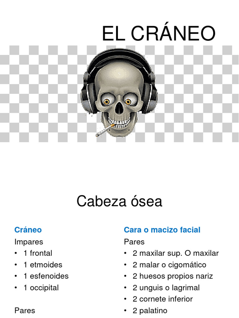 El Cráneo | PDF | Anatomía humana | Sistema esquelético