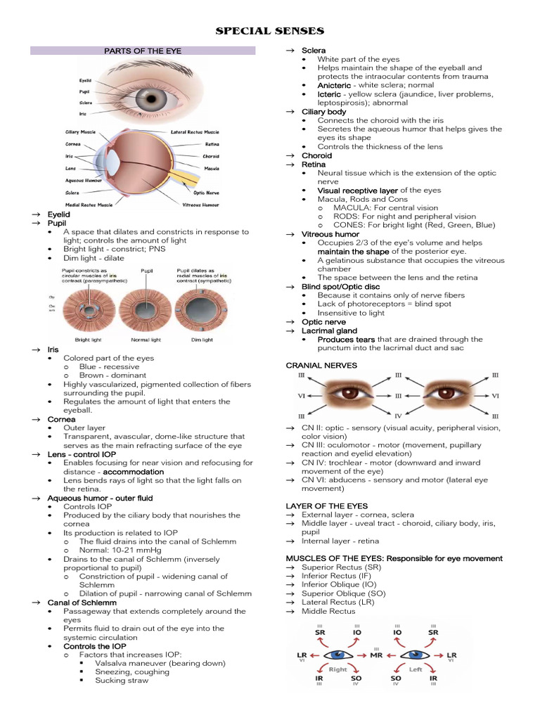 Special Senses (1) | PDF | Eye | Human Eye