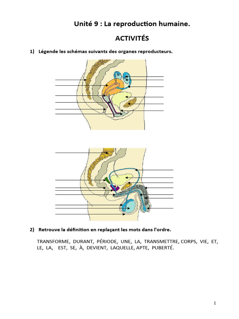Activités Sur La Reproduction Humaine | PDF | Reproduction humaine | Système reproducteur