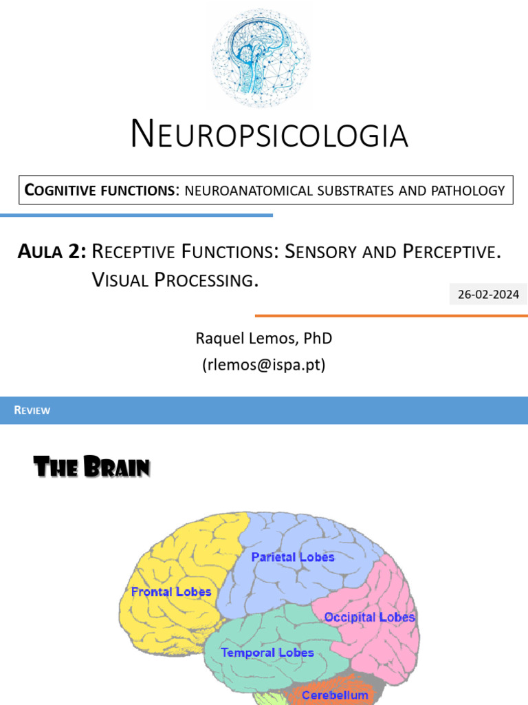 Aula T2 - Neuropsychology - Sensory - Visual | PDF | Visual Cortex ...