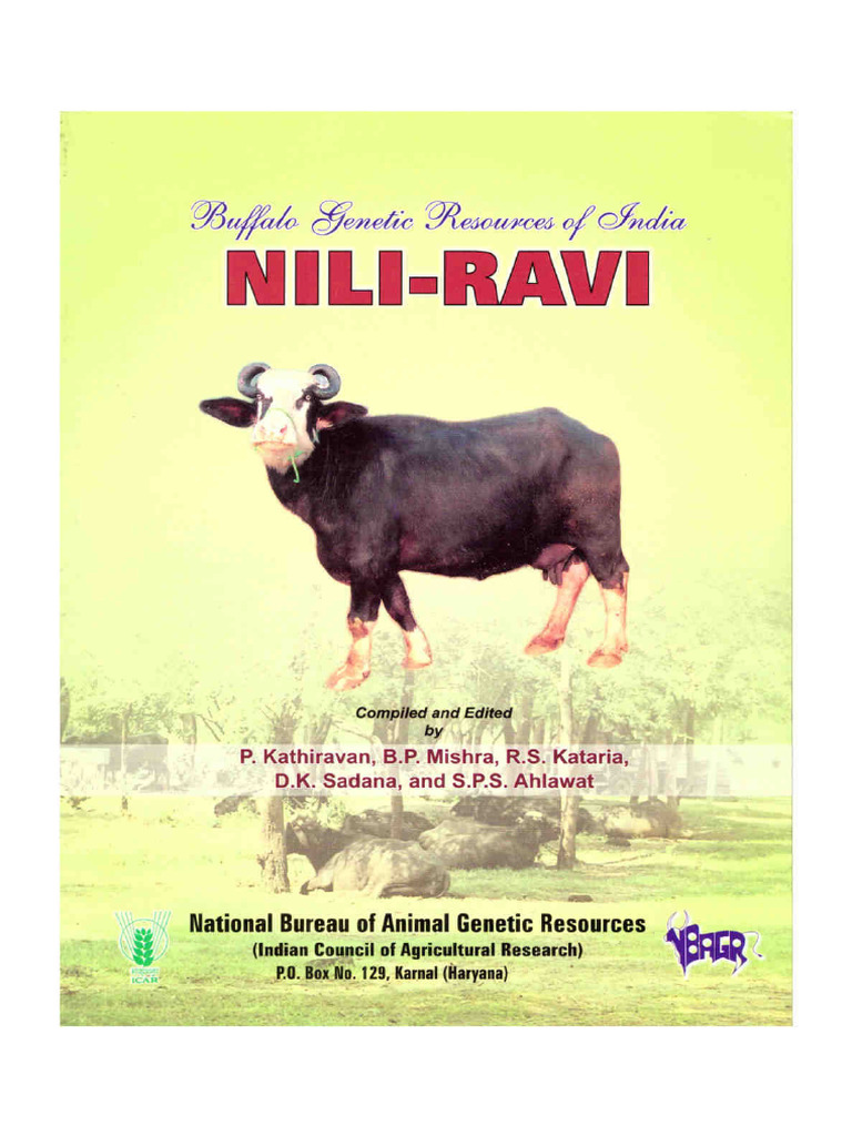 Nili Ravi Buffalo | PDF