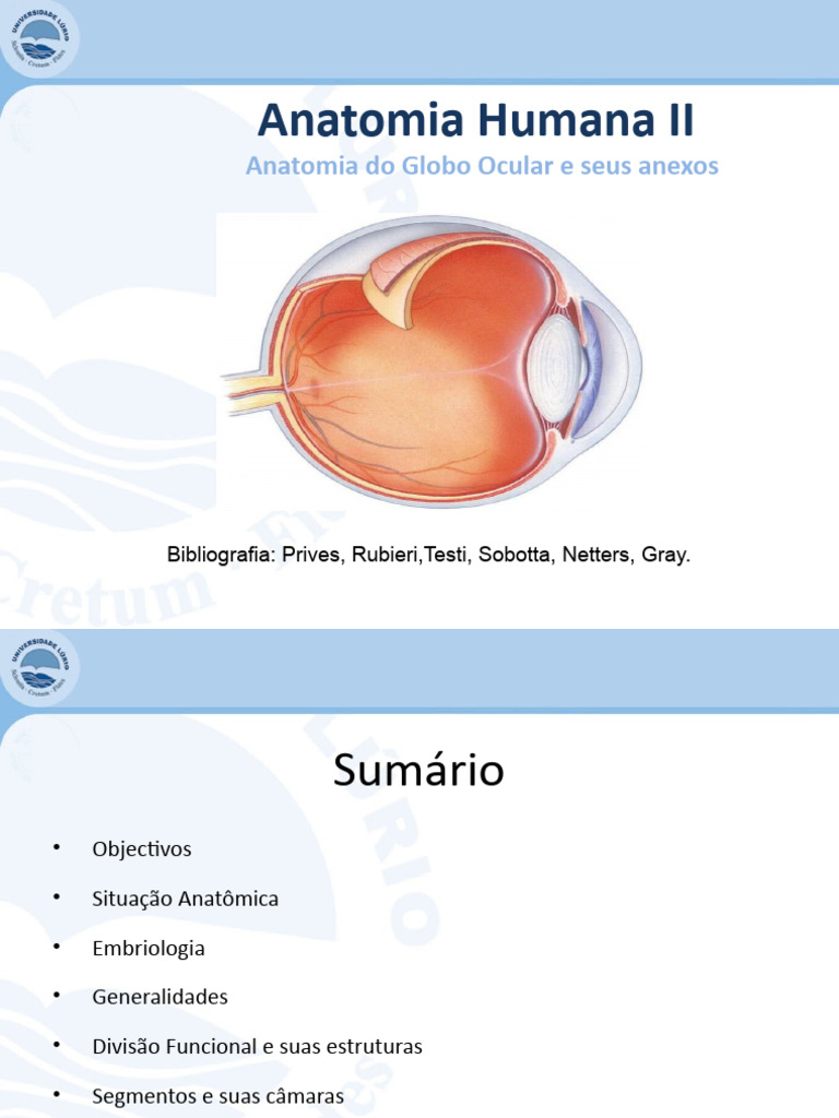 Anatomia do Globo Ocular e Anexos | PDF | Olho humano | Sistema visual