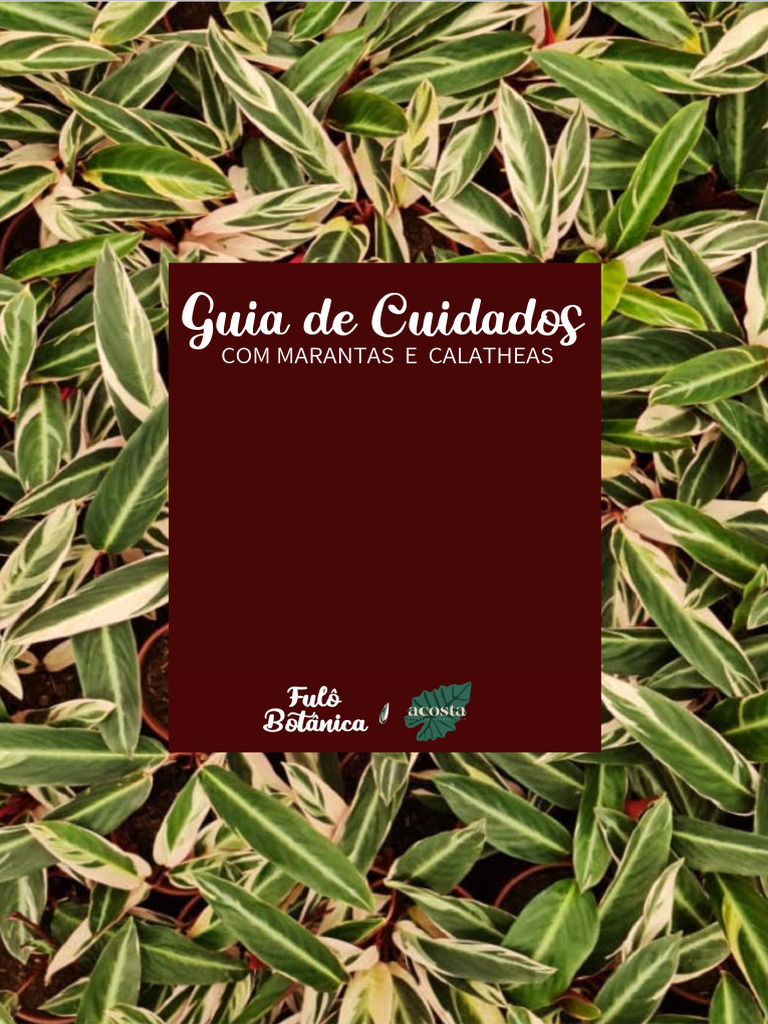 Cuidados com Marantas e Calatheas | PDF | Fertilizante | Plantas