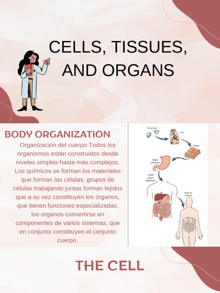 Estructura y Función del Cuerpo Humano | PDF | Biología Celular ...