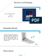 Huesos del pie: nombres y funciones | PDF | Pie | Hueso