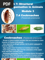 Cockroach Ncert | PDF