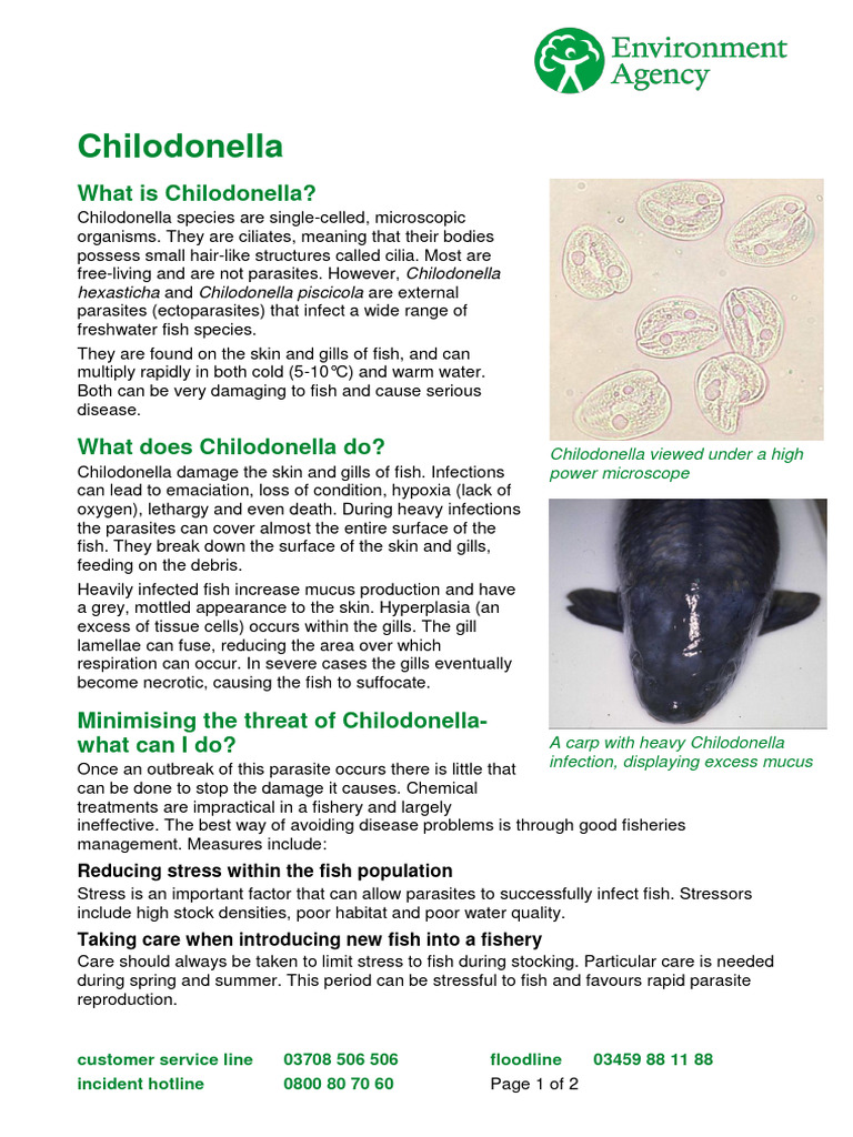 Chilodonella | PDF | Gill | Fish