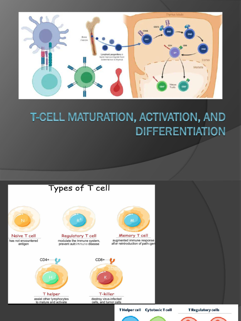 Lecture - T Cell Development | PDF | T Cell | Thymus