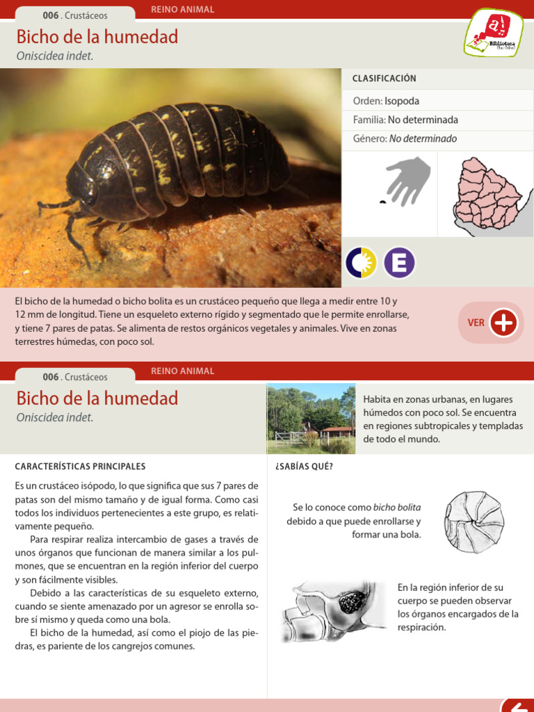 006 Bicho de La Humedad | PDF | Zoología