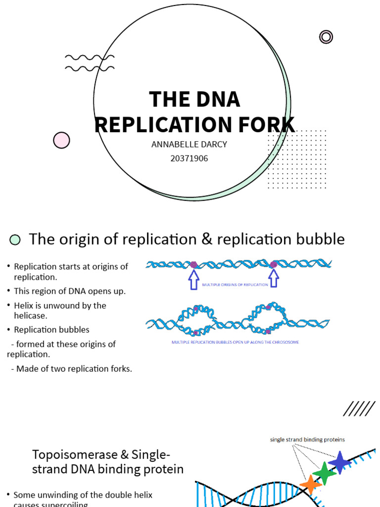 Understanding DNA Replication Forks | PDF | Science & Mathematics