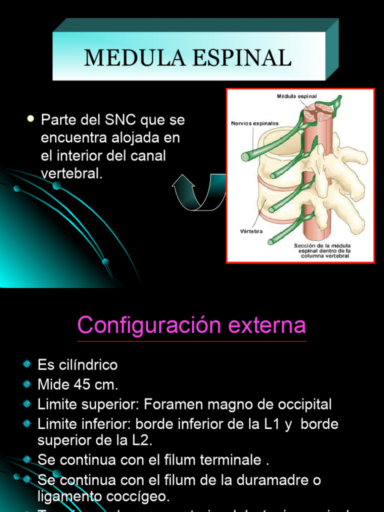 2 Medula Espinal | Descargar gratis PDF | Médula espinal | Sistema nervioso central