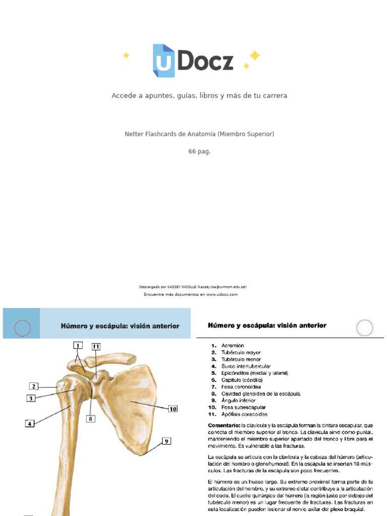 Netter Flashcards de 344674 Downloadable 5570030 | PDF