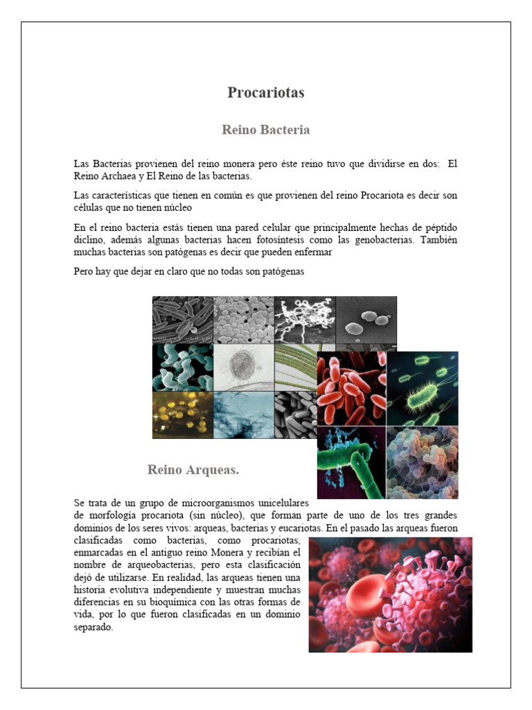 Reino Bacteria | PDF | Archaea | Las bacterias