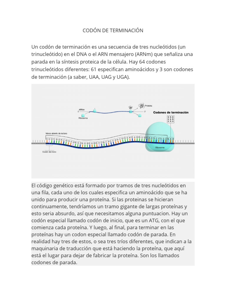 Codón de Terminación | PDF