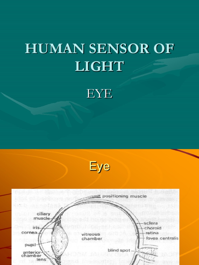 Eye Anatomy and Vision Types Explained | PDF