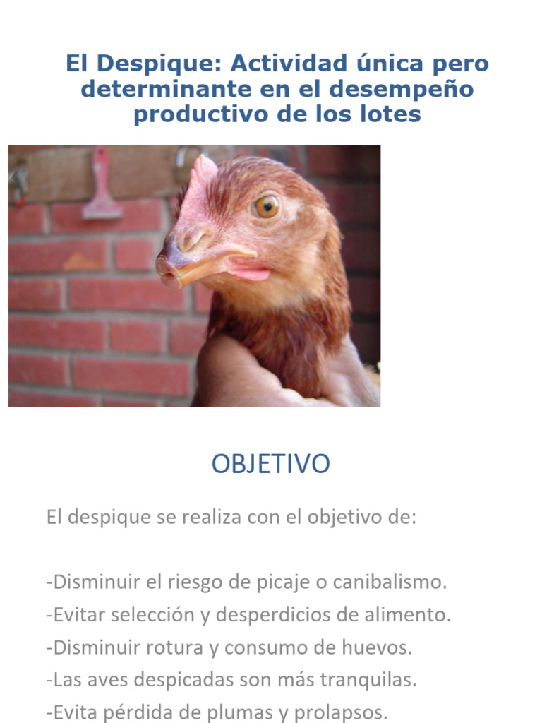 Despique en Gallinas Ponedoras: Guía Práctica | PDF