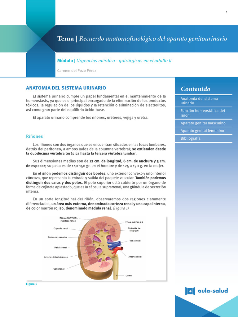 ANATOMIA DEL APARATO GENITOURINARIO | PDF | Riñón | Sistema urinario