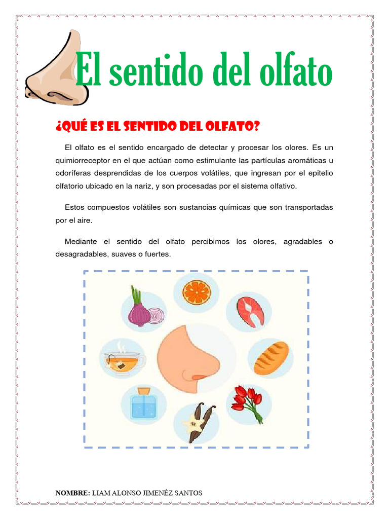 Funcionamiento y cuidados del olfato | PDF | Nariz humana | Cerebro