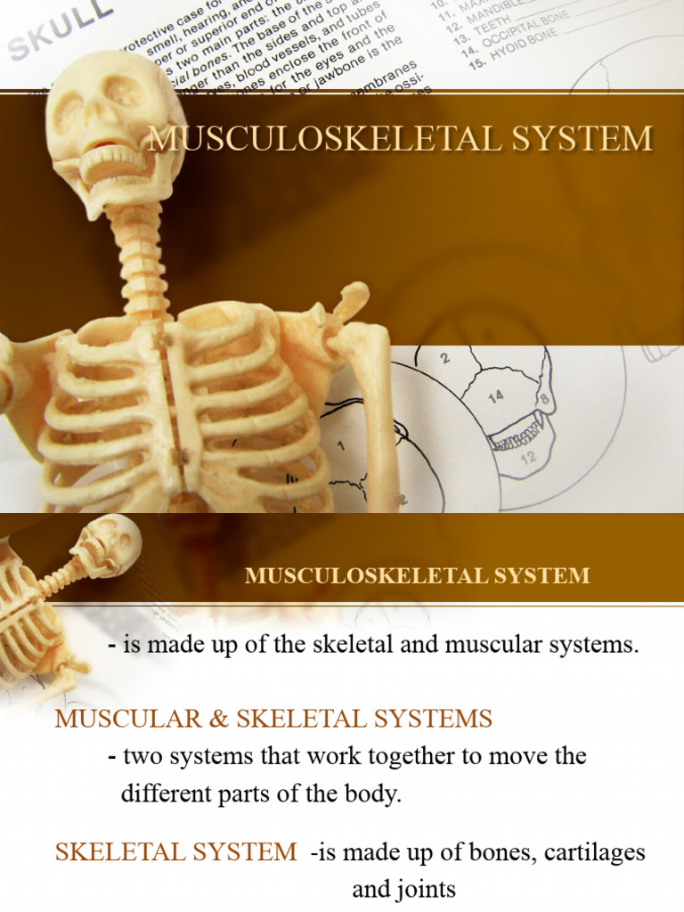 PPT-SCI-musculoskeletal System | PDF | Human Musculoskeletal System ...