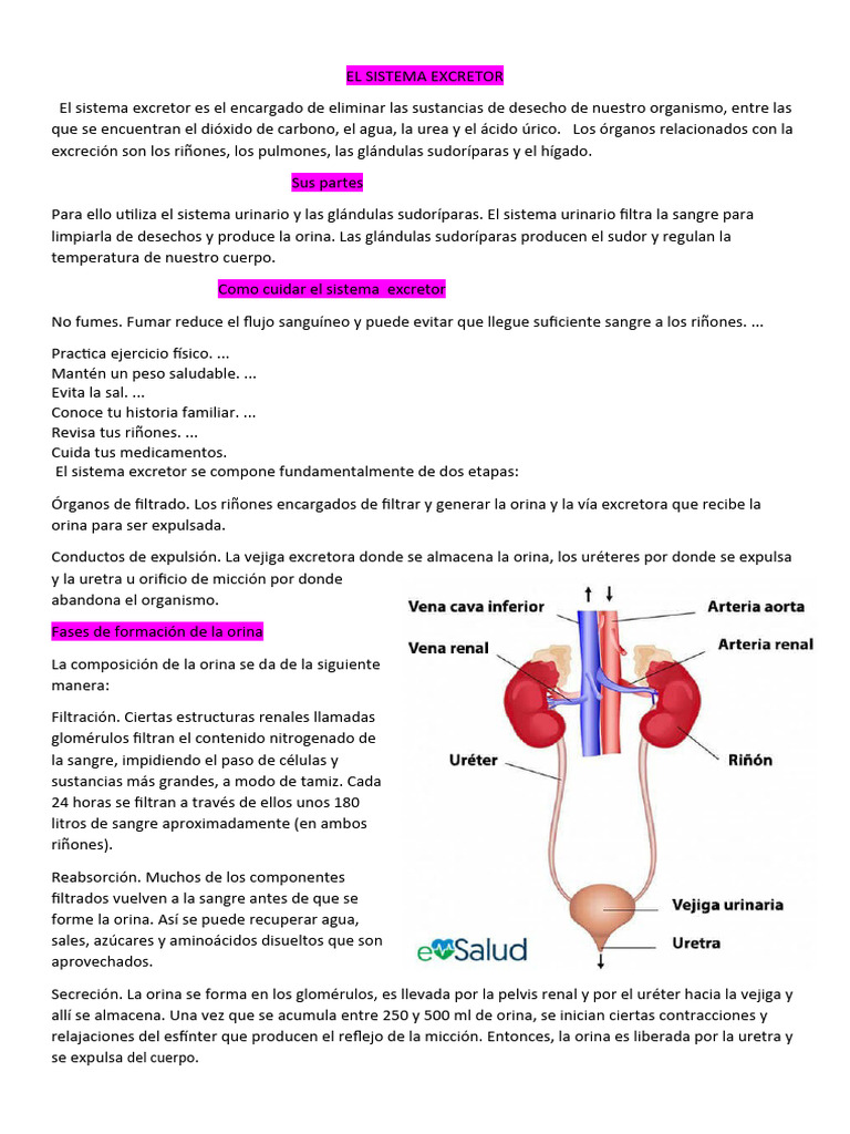 Sistema Excretor | PDF