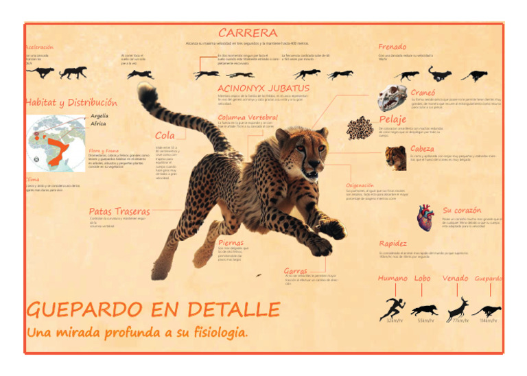Fisiología del Guepardo: Velocidad y Adaptaciones | PDF | Zoología