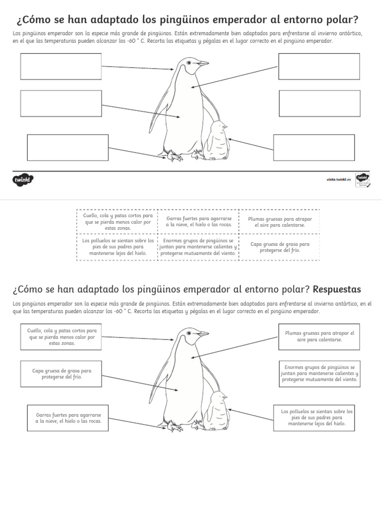 Adaptaciones del pingüino emperador | PDF | Oso polar | Pinnípedo