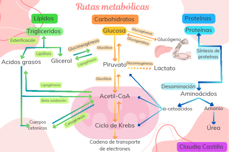 Rutas Metabólicas | PDF