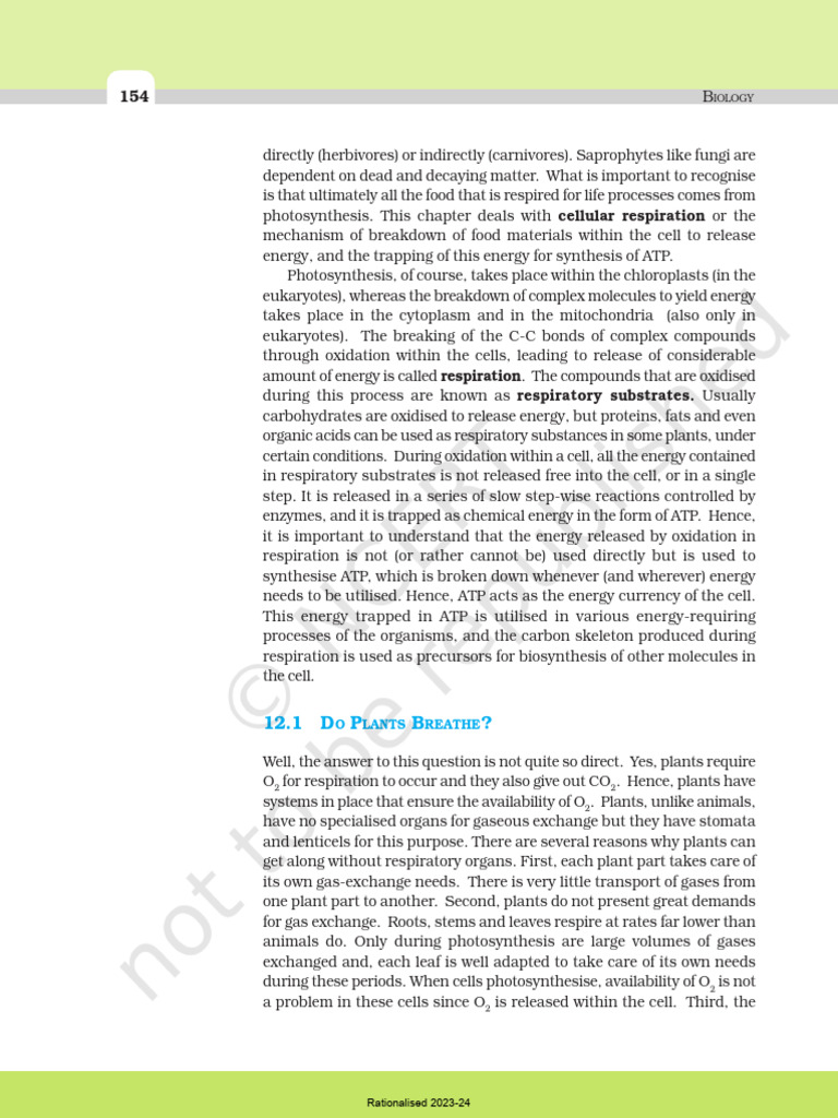 Cellular Respiration in Plants Explained | PDF | Cellular Respiration ...
