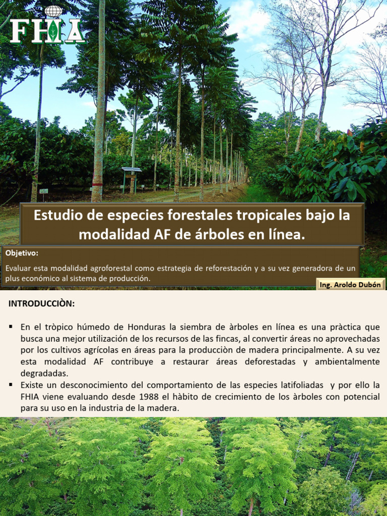 10-Especies Forestales Latifoliadas | Descargar gratis PDF | Arboles ...