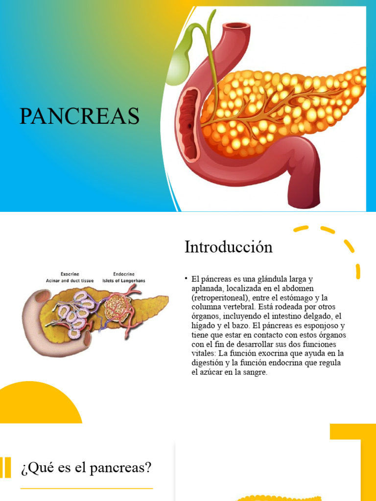 Power Point Pancreas | PDF | Páncreas | Digestión