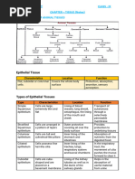 Class 9th Animal Tissue Notes | PDF | Epithelium | Muscle