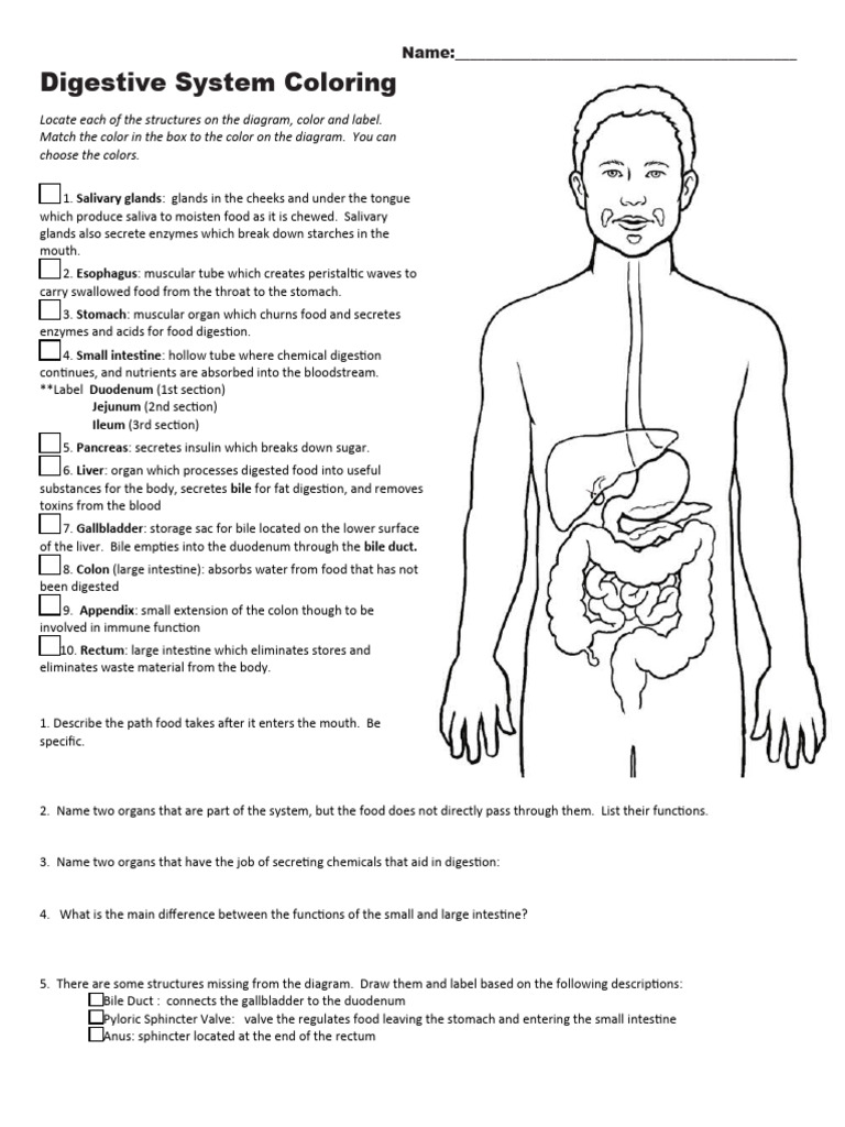 Digestive System Coloring | PDF
