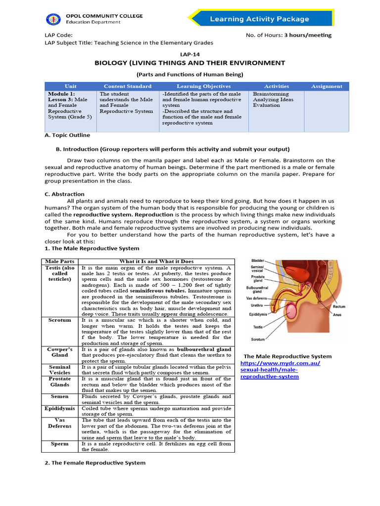 LAP 14 Male and Female Reproductive System | Download Free PDF ...