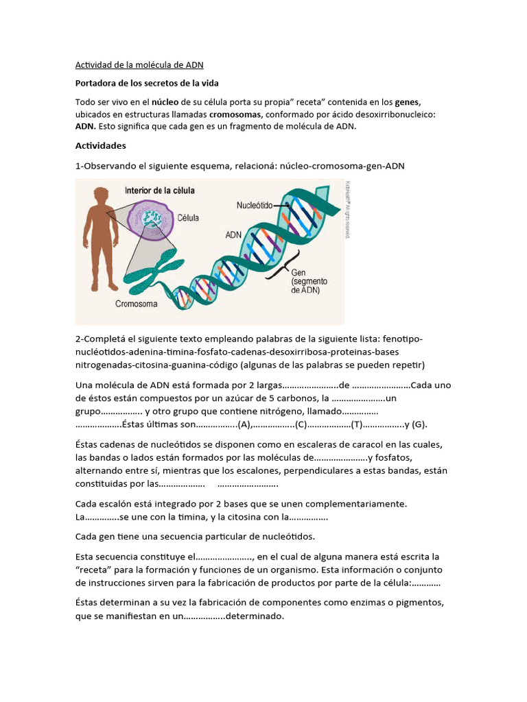 Actividad de La Molécula de ADN | PDF