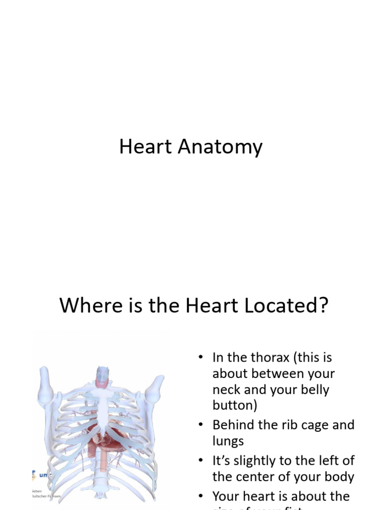 Anatomy of the Heart | PDF | Heart Valve | Heart
