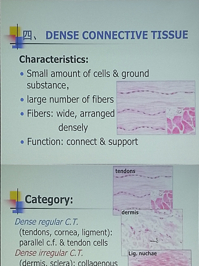 Dense Connective Tissue Overview | PDF