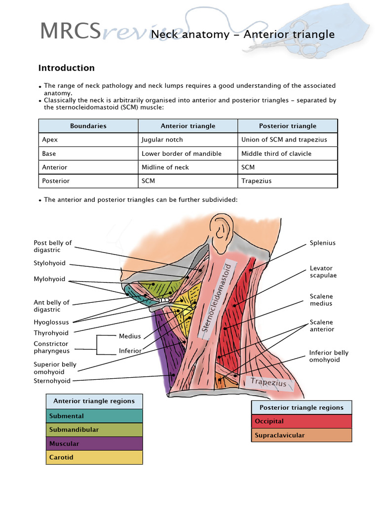 Anatomy of the Neck: Anterior Triangle | PDF