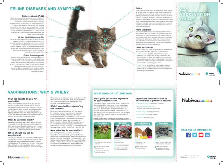 Feline Diseases and Symptoms | PDF | Rabies | Infection