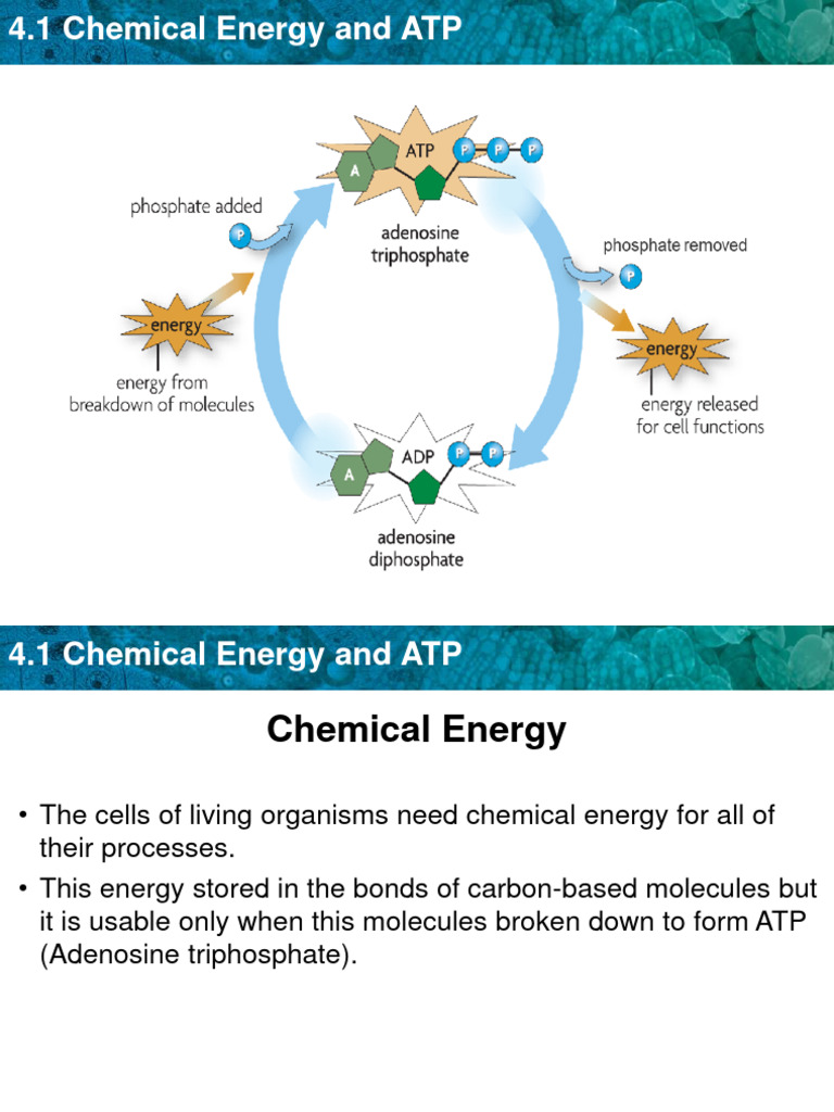 G10 Biology Chemical Energy and ATP Presentation 47795 | PDF