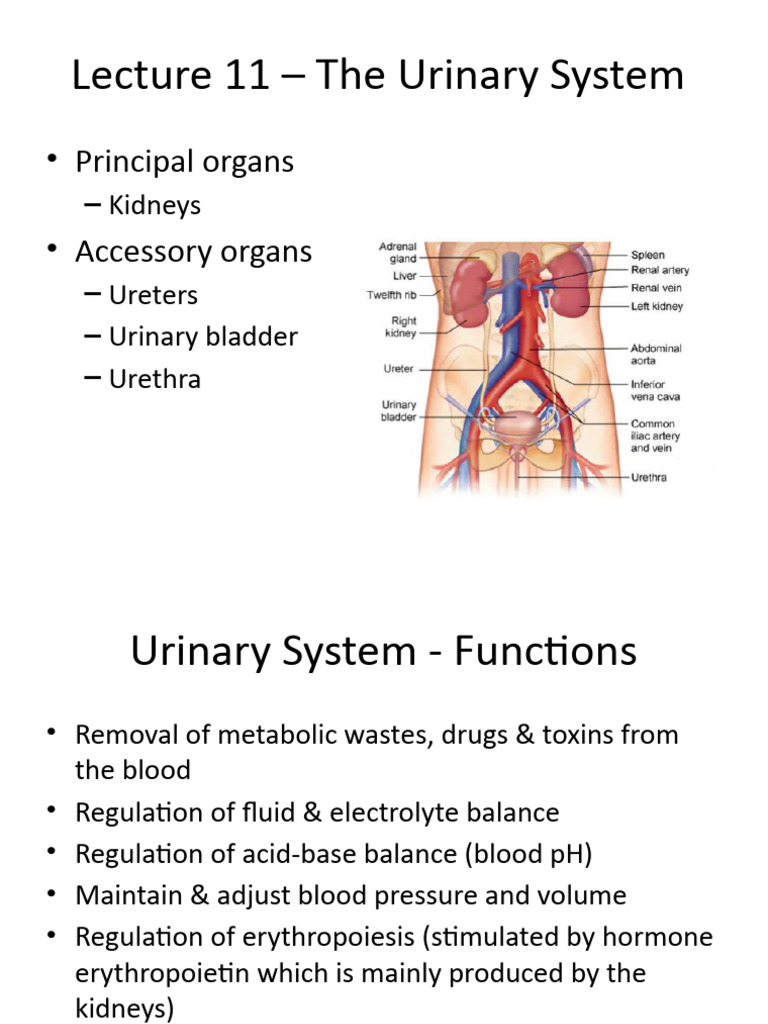 Lecture 11 - Urinary System | PDF | Kidney | Angiotensin