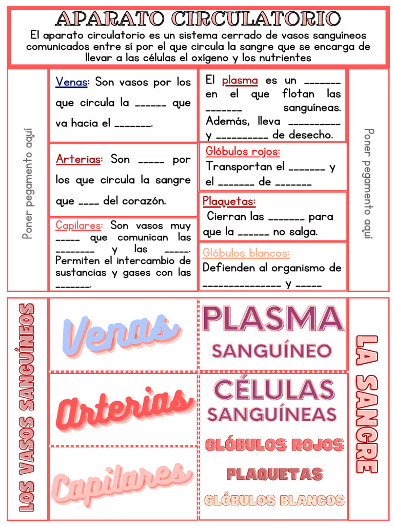 Para Completar - Vasos Sanguíneos y Sangre | PDF | Sangre | Sistema ...