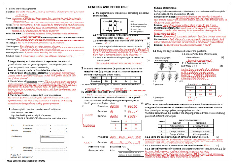 6.1genetics One Pager Eng Memo-1 | PDF | Dominance (Genetics) | Genotype