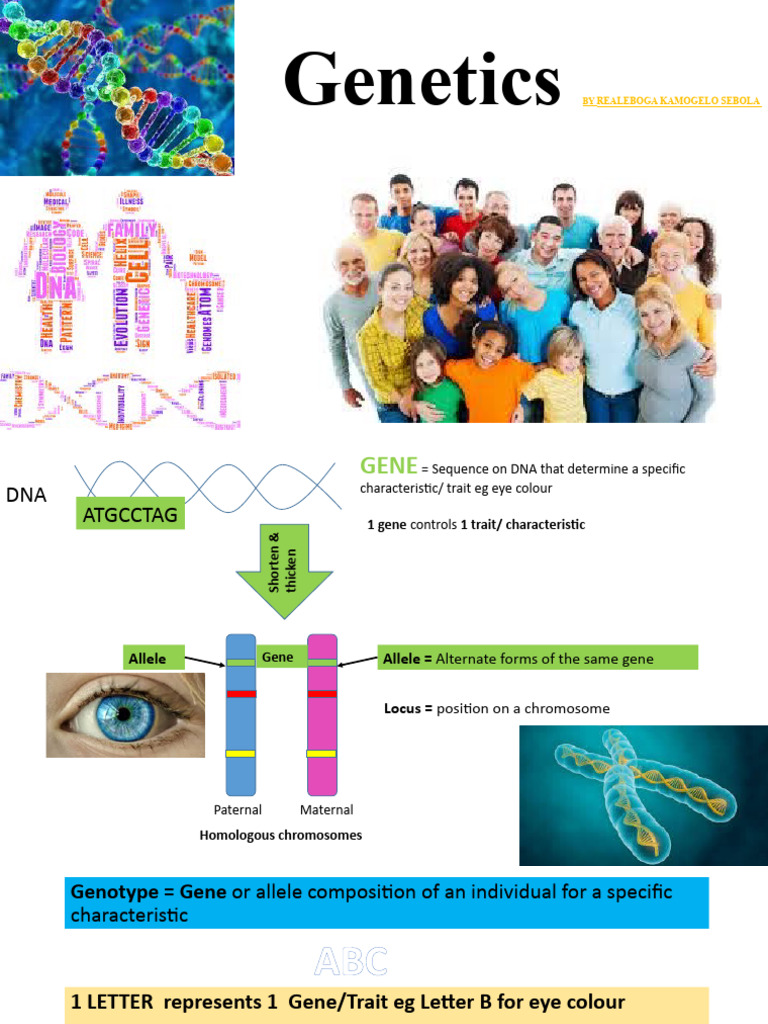 Genetics ENG | PDF | Dominance (Genetics) | Zygosity