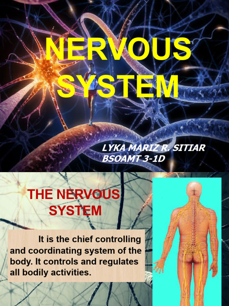 Introduction To Nervous System | Download Free PDF | Cerebrum | Brain