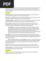 Understanding the Penile Raphe Line | PDF | Genitourinary System ...