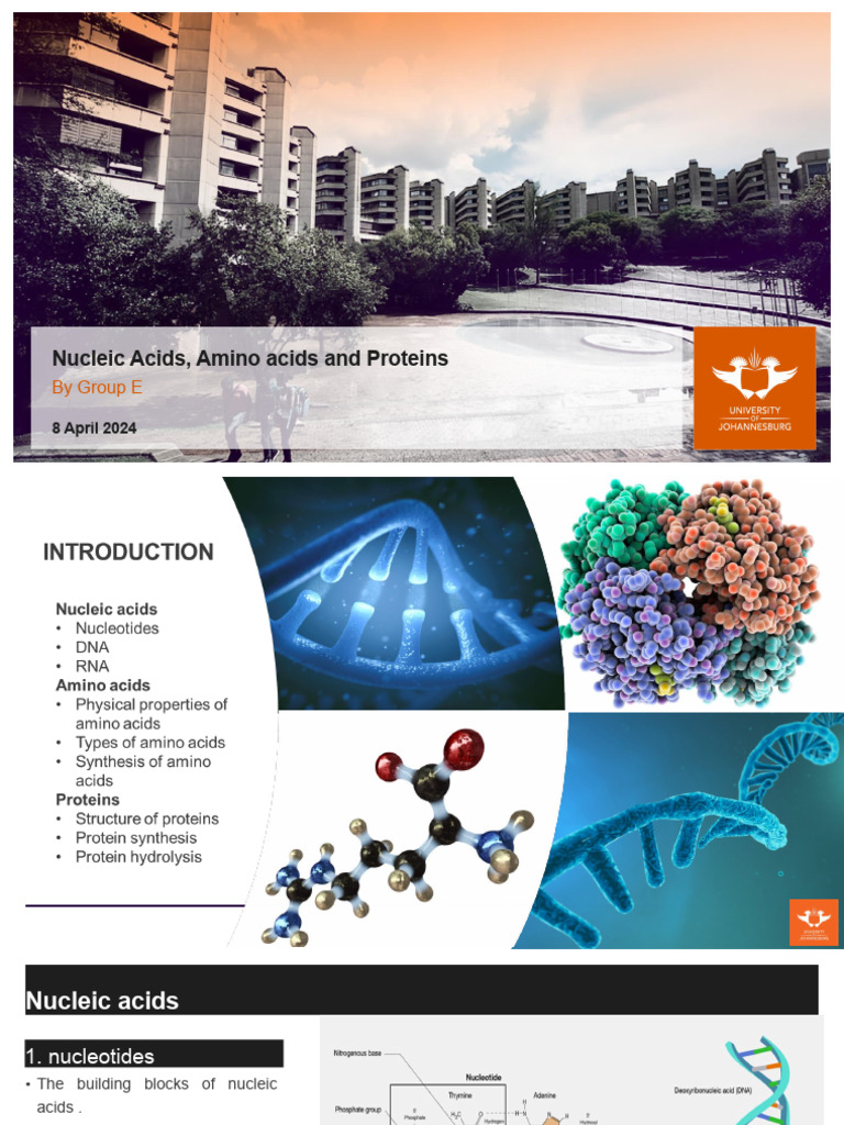 Nucleic Acids, Amino Acids, Proteins | Download Free PDF | Nucleic Acids | Rna
