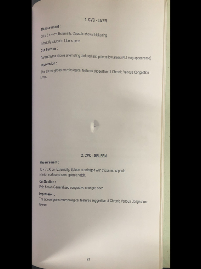 Gross Description Organized | PDF